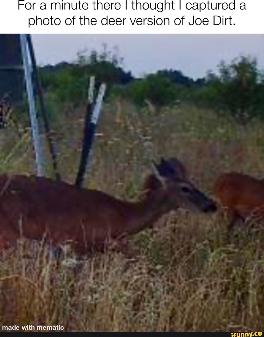 Or a minute tnere I thought I capturea photo of the deer version of Joe ...