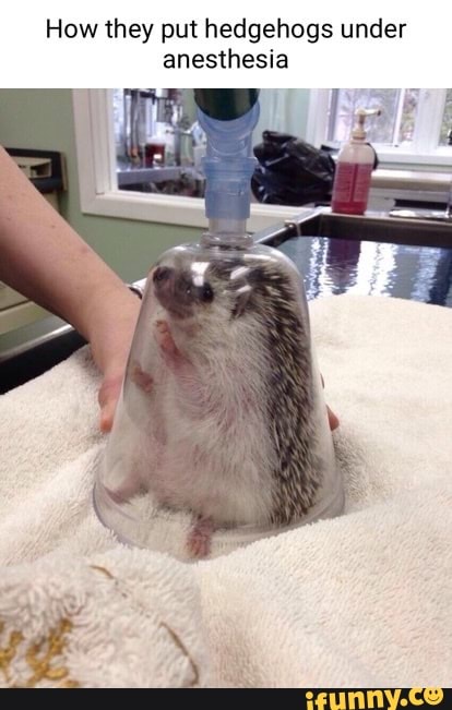How they put hedgehogs under anesthesia - iFunny