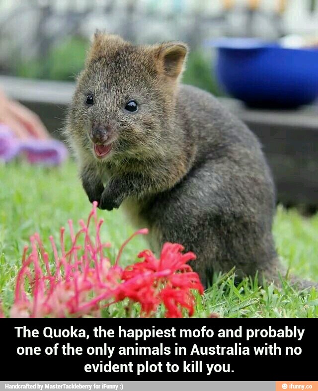 Quoka memes. Best Collection of funny Quoka pictures on iFunny