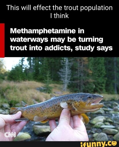 Trout memes. Best Collection of funny Trout pictures on iFunny