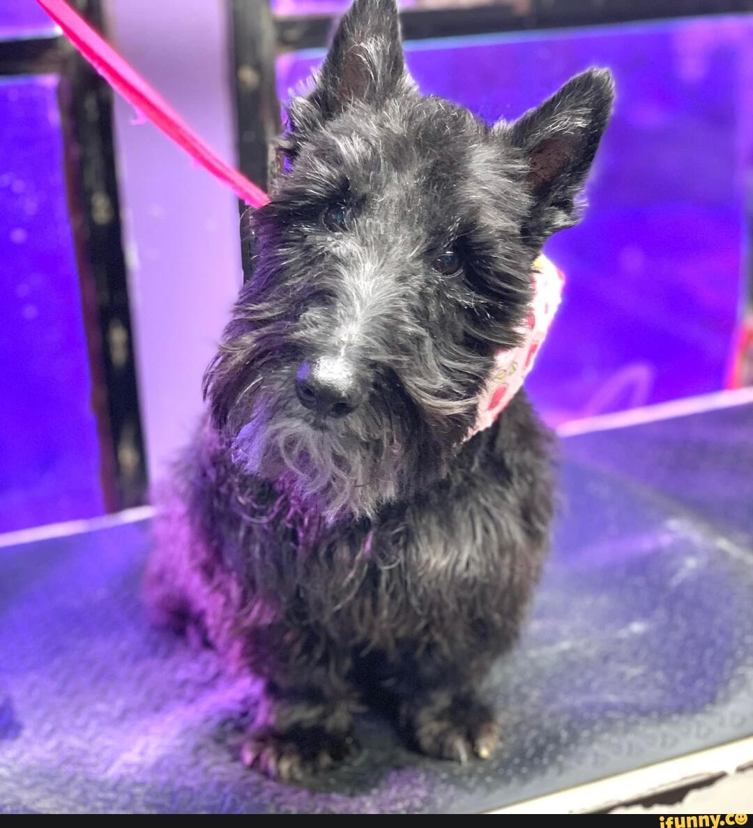 Groo memes. Best Collection of funny Groo pictures on iFunny