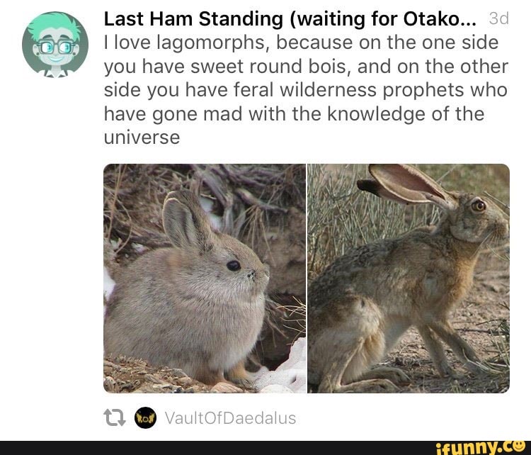 Last Ham Standing (waiting for Otako... love lagomorphs, because on the ...