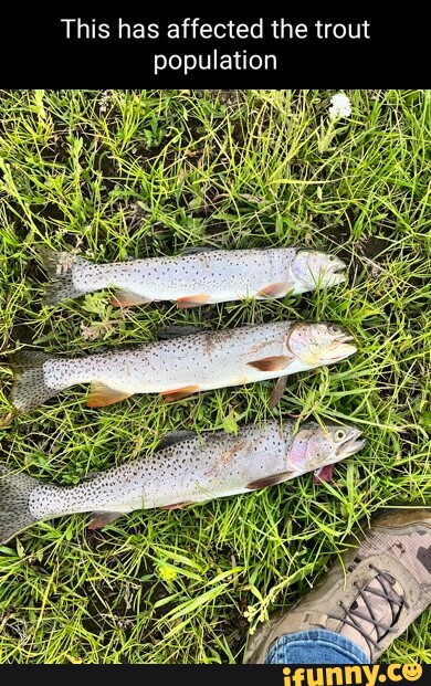 Trout memes. Best Collection of funny Trout pictures on iFunny