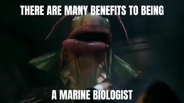 Like A Boss Lonely Island Fish