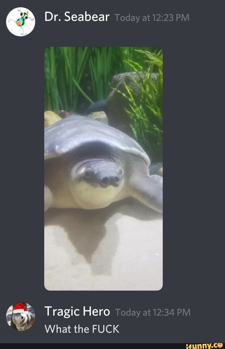 Seabear memes. Best Collection of funny Seabear pictures on iFunny