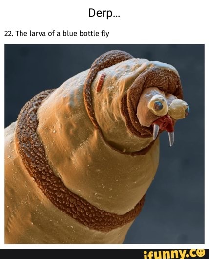 Derp... 22. The larva of a blue bottle fly - iFunny