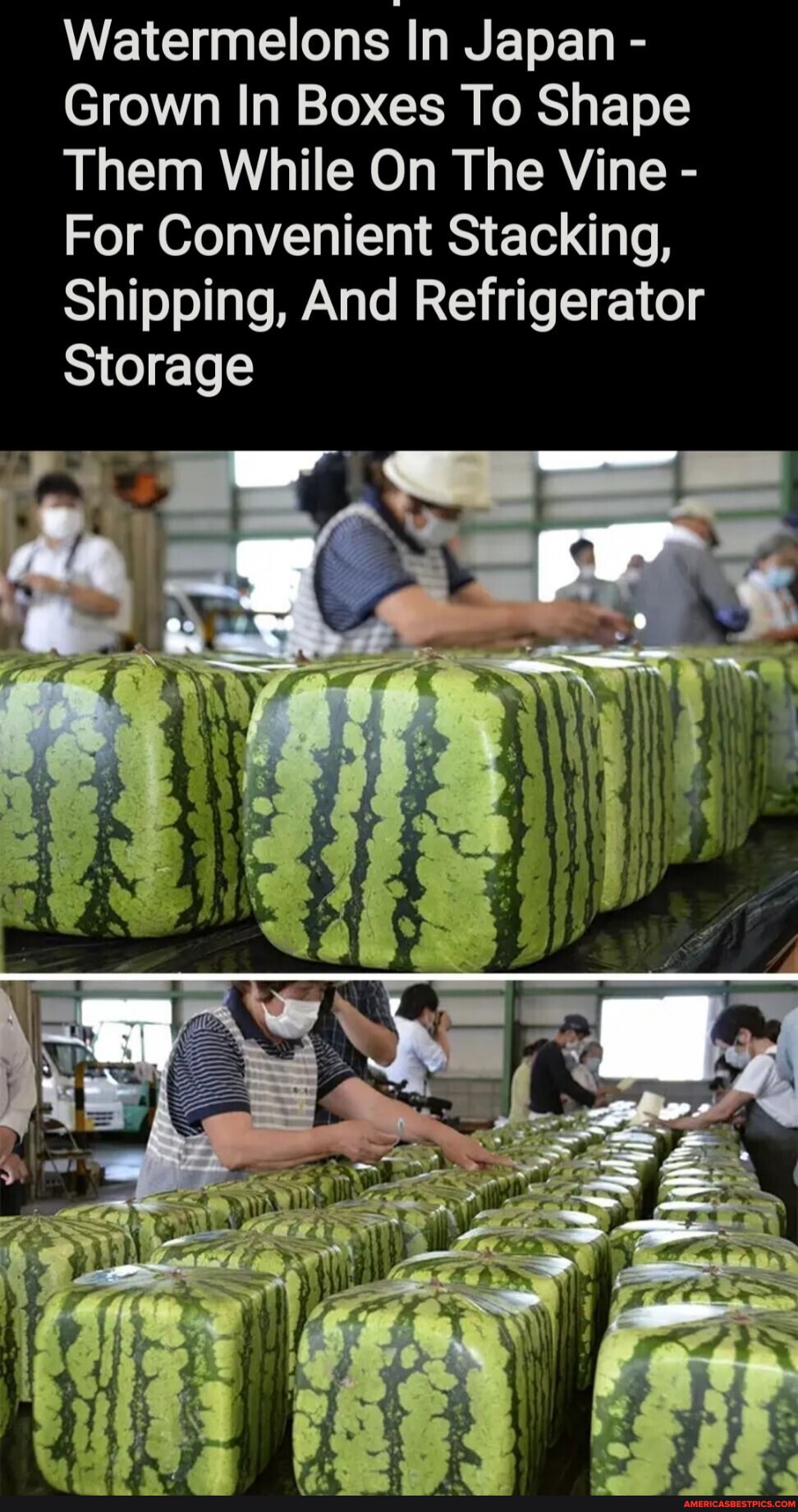 Watermelons In Japan - Grown In Boxes To Shape Them While On The Vine ...