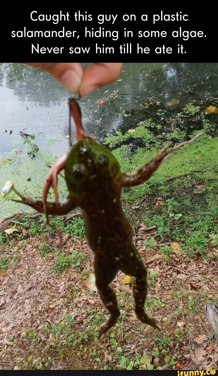 Algae memes. Best Collection of funny Algae pictures on iFunny