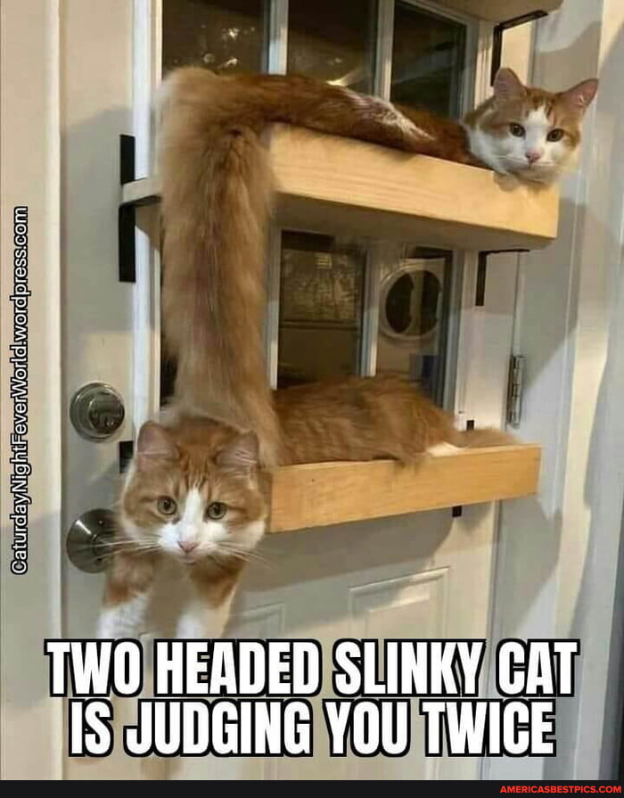 TWO HEADED SLINKY CAT IS JUDGING YOU TWICE - America’s best pics and videos