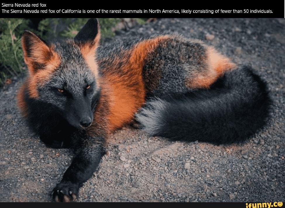 Sierra Nevada red fox The Sierra Nevada red fox of California is one of ...