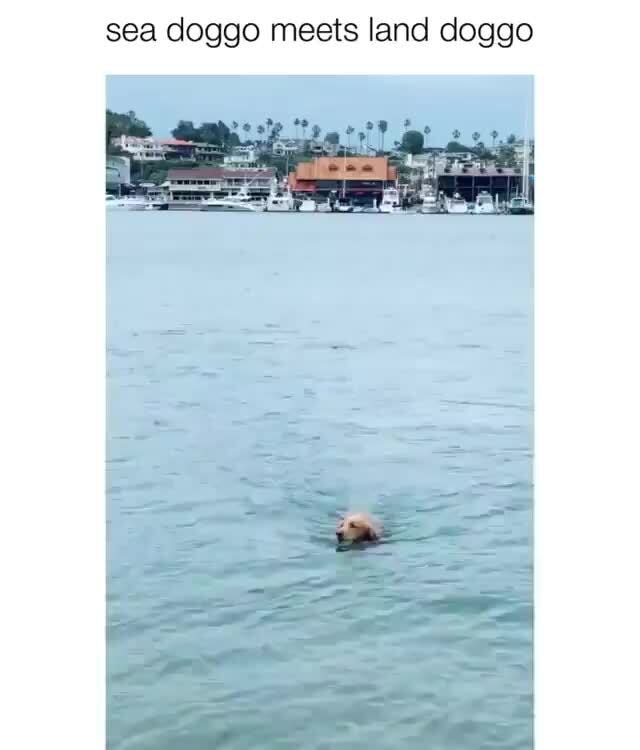 Sea doggo meets land doggo - )