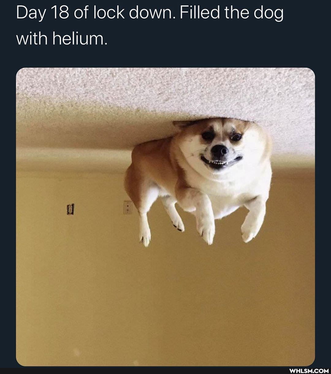 Day 18 of lock down. Filled the dog with helium. - WHLSM