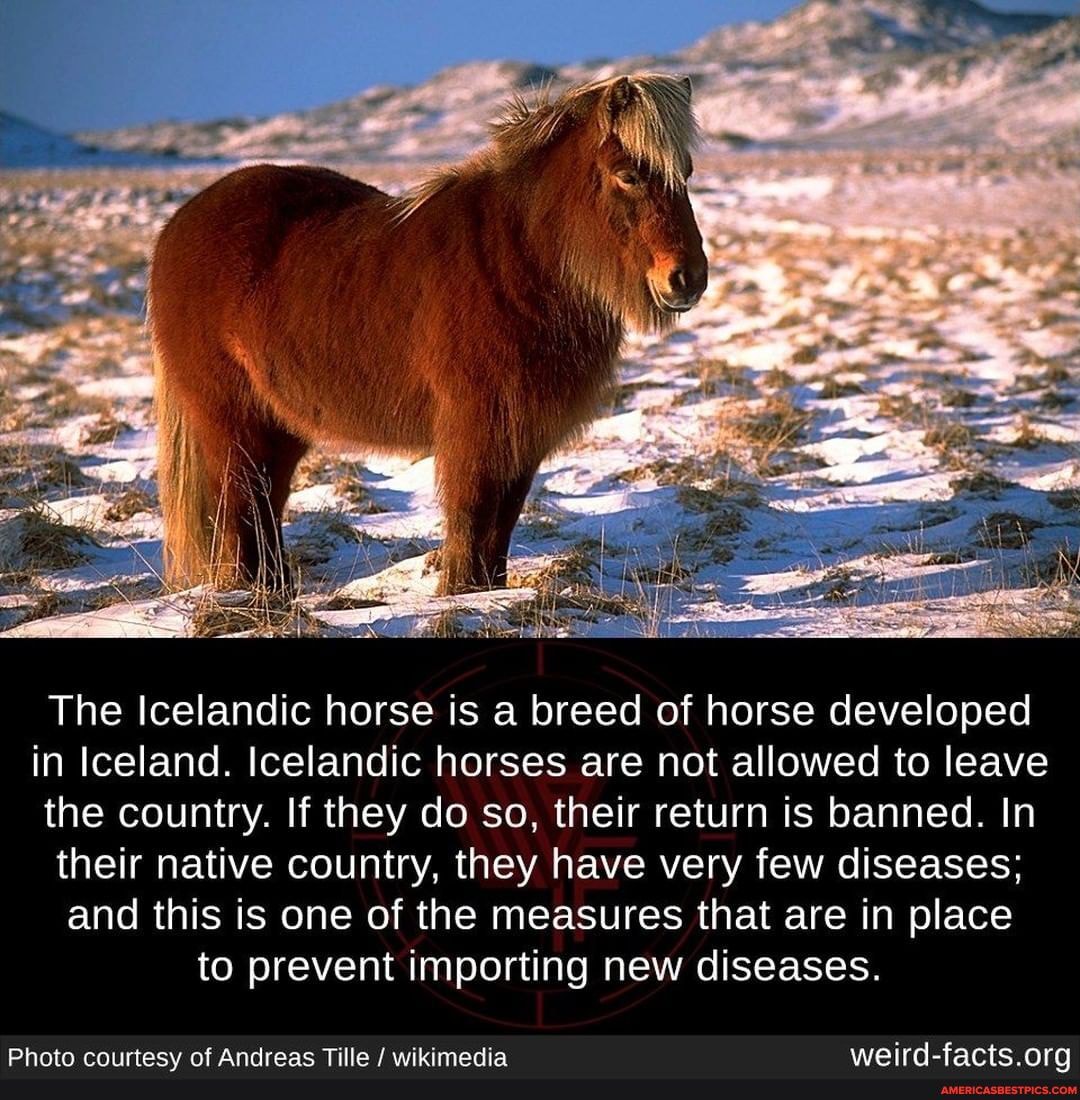 N/A - The Icelandic horse is a breed of horse developed in Iceland ...