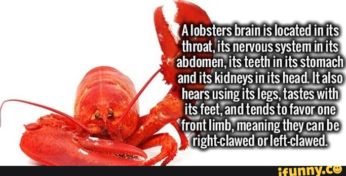 PA lobsters brain is located in its threat. its nervous system in its ...