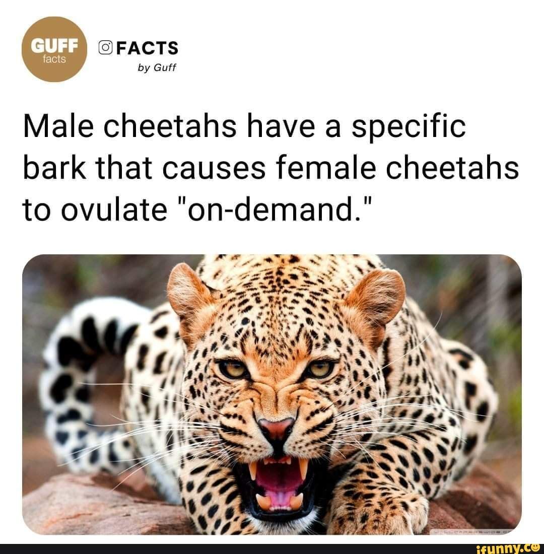 By Guff GUI facts FACTS Male cheetahs have a specific bark that causes ...