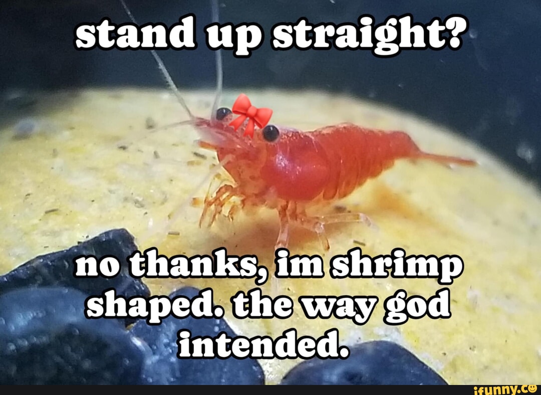 Stand up straight? no thanks, im shrimp shaped. the way sod intended ...