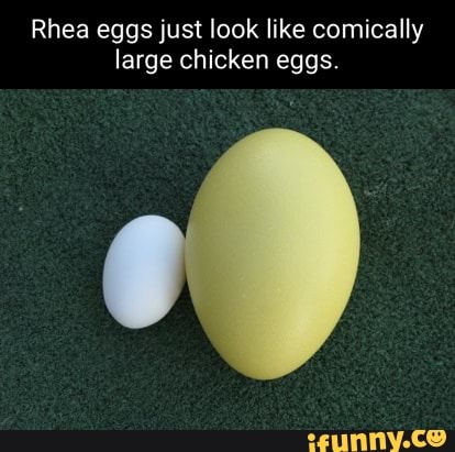 Rhea memes. Best Collection of funny Rhea pictures on iFunny