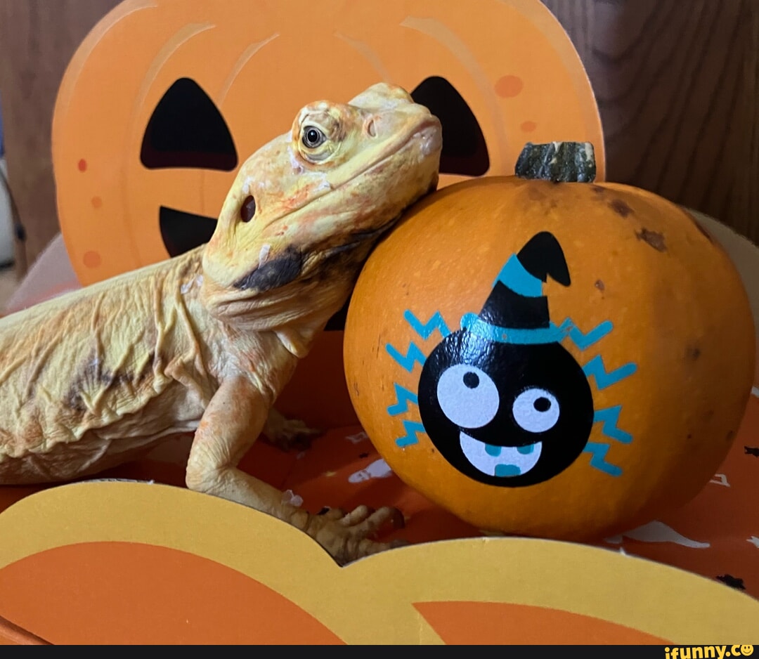 Beardie memes. Best Collection of funny Beardie pictures on iFunny