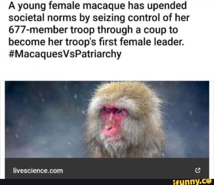 Japanese_macaque memes. Best Collection of funny Japanese_macaque pictures on iFunny