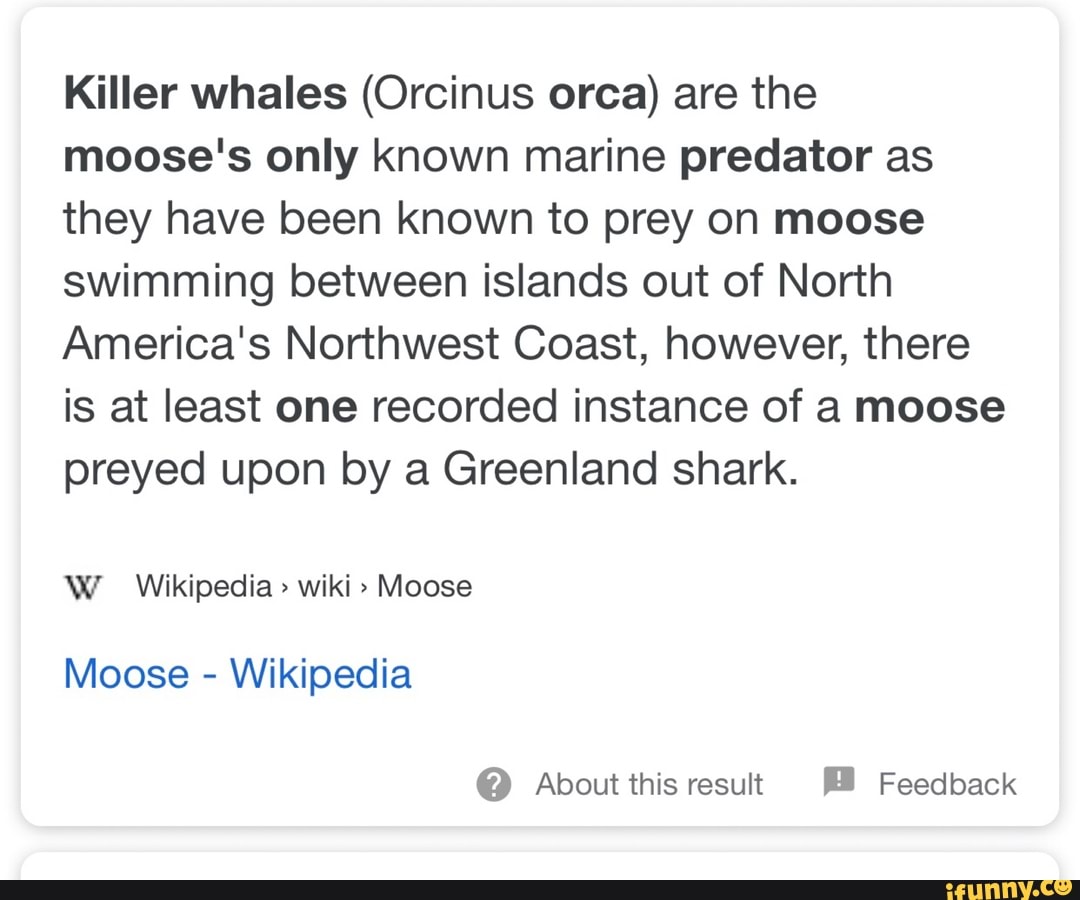 Killer whales (Orcinus orca) are the moose's only known marine predator ...