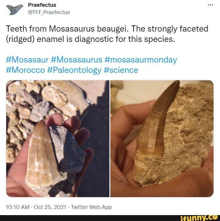 Mosasaurus beaugei - Praefectus Prasfectus Teeth from Mosasaurus ...
