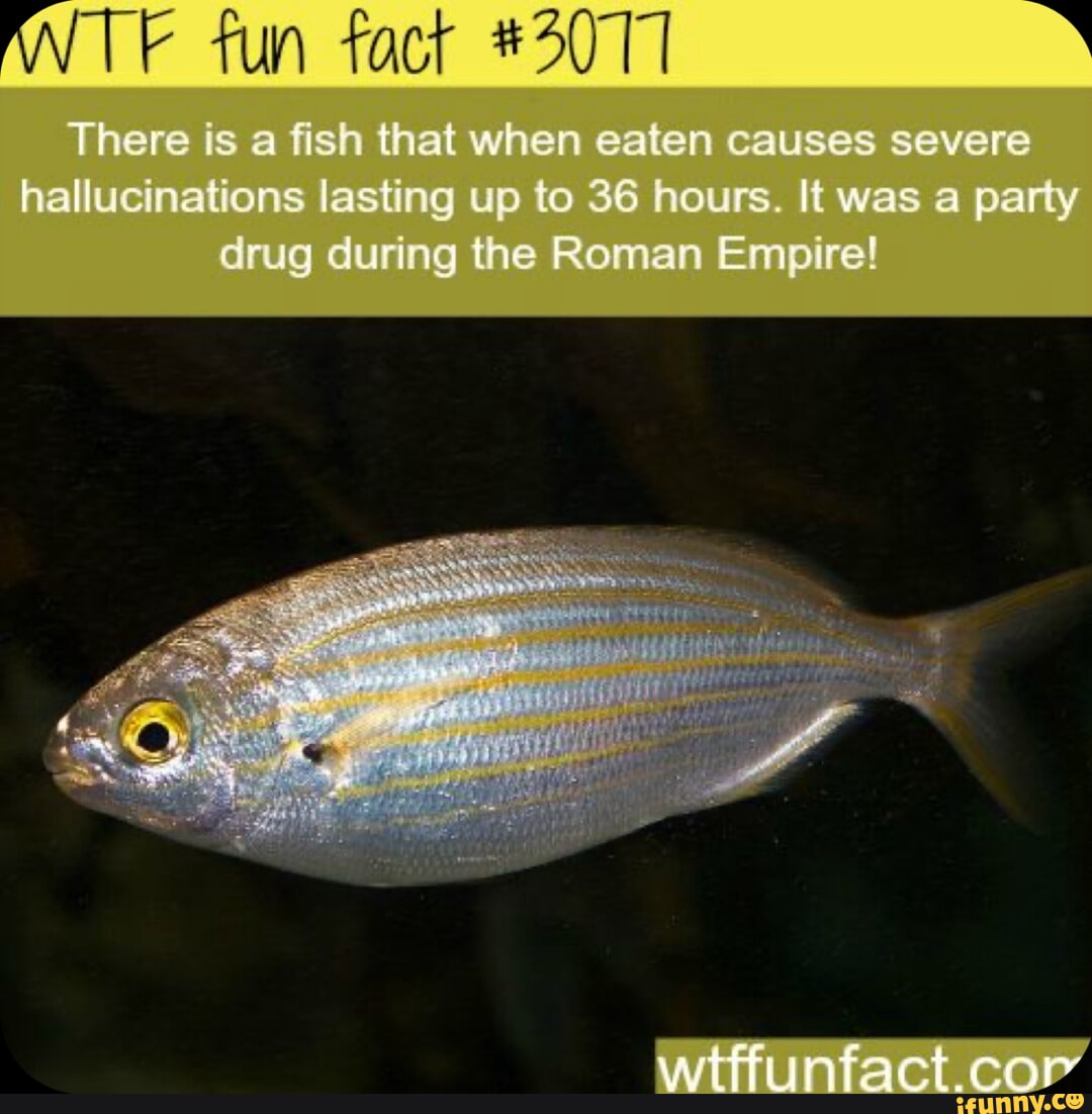 ANTE fun fact There is a fish that when eaten causes severe ...