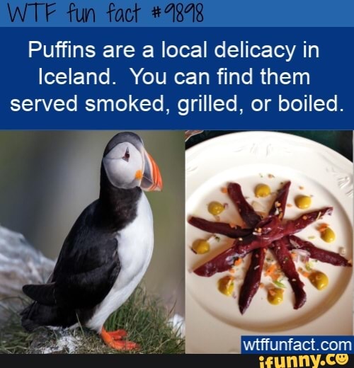 Puffins are a local delicacy in Iceland. You can find them sewed smoked ...