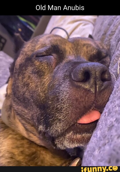 Anubis memes. Best Collection of funny Anubis pictures on iFunny