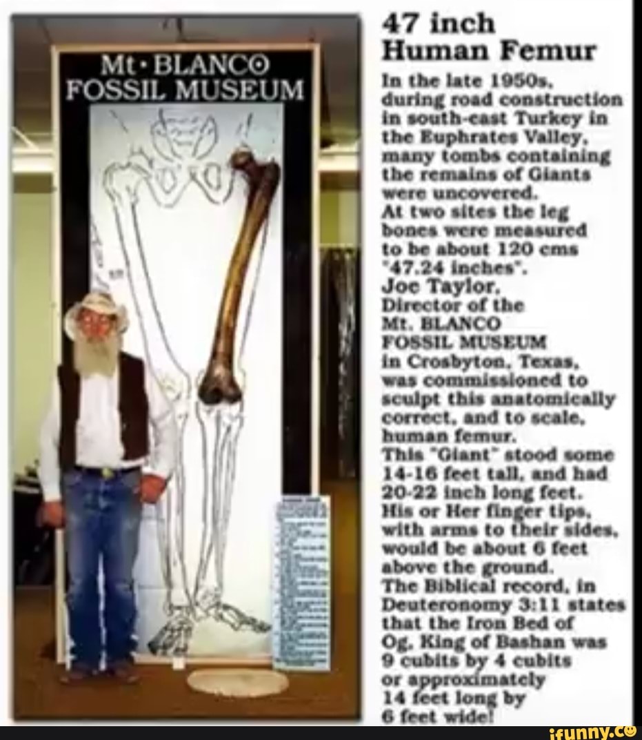 Mt: BL/ FOSSIL MUSEUM 47 inch Human Femur In the late 1950s, during ...