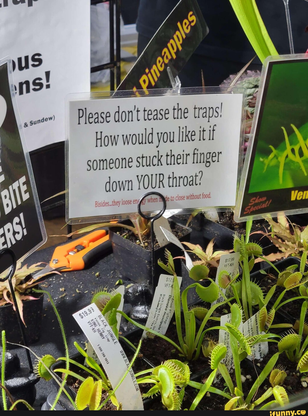 Do NOT the Venus Fly Traps - us ns! Please don't tease the traps. How ...