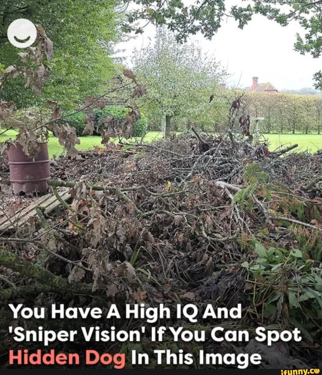 You Have A High IQ And "Sniper Vision If You Can Spot Hidden Dog In ...