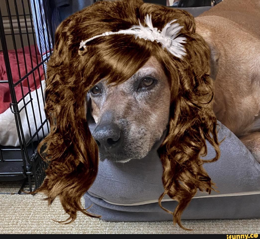 Ridgeback memes. Best Collection of funny Ridgeback pictures on iFunny