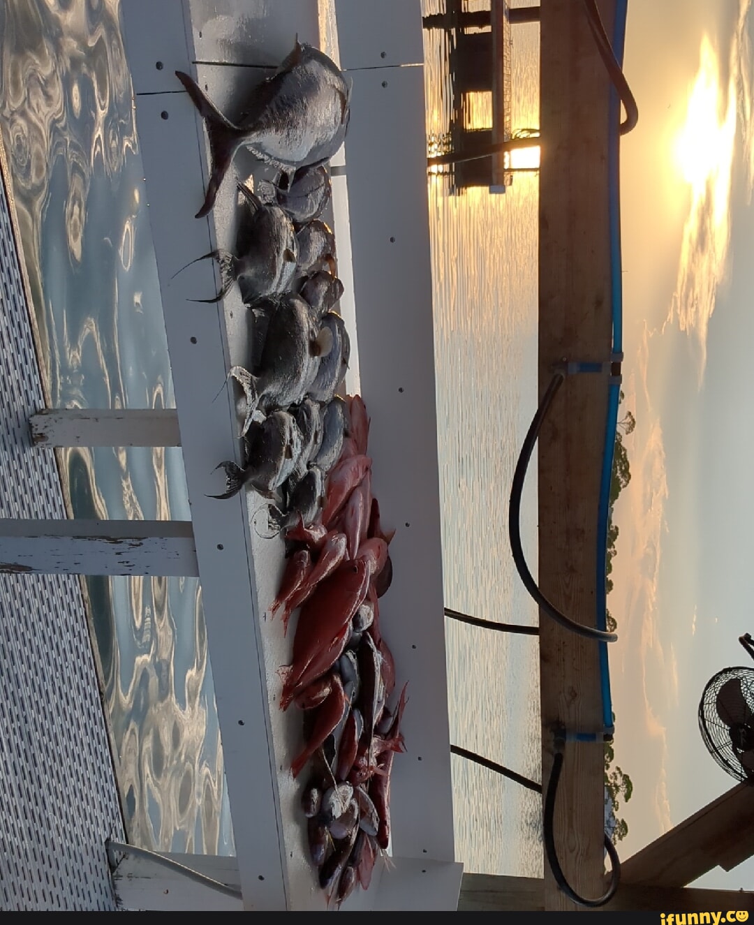 Snapper memes. Best Collection of funny Snapper pictures on iFunny