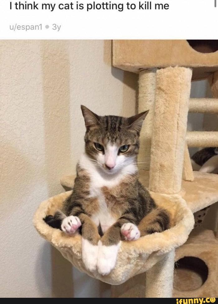 Plotting_cat memes. Best Collection of funny Plotting_cat pictures on ...