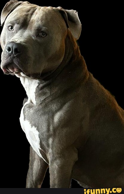 Willie memes. Best Collection of funny Willie pictures on iFunny