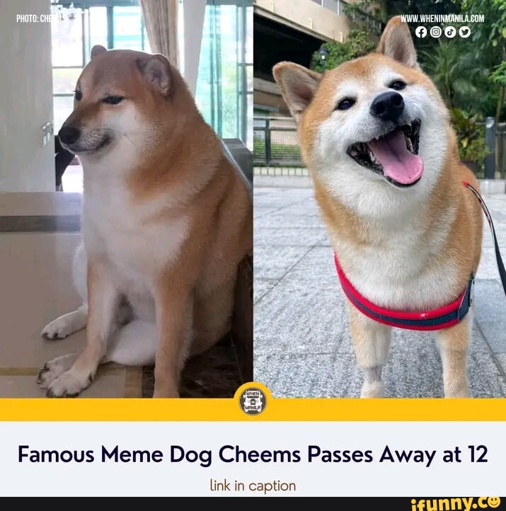 Famous Meme Dog Cheems Passes Away at 12 link in caption - iFunny