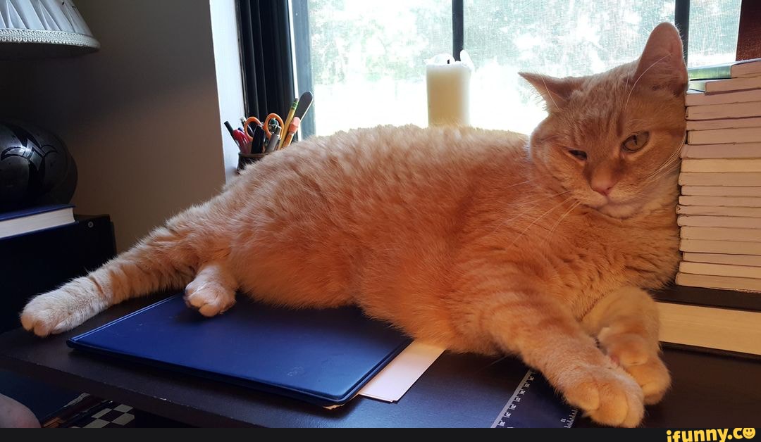 Studious memes. Best Collection of funny Studious pictures on iFunny