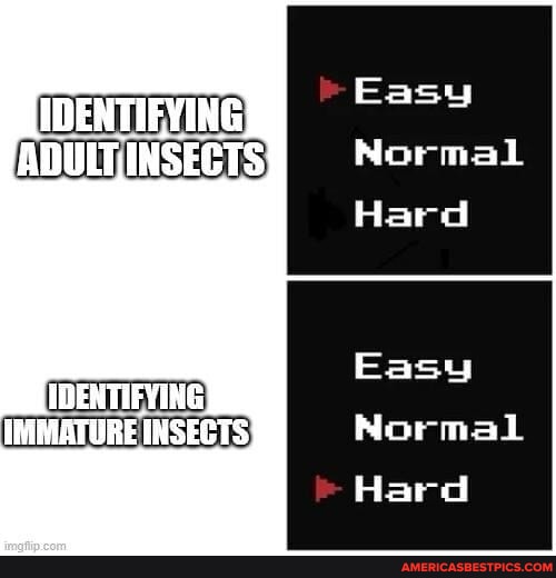 🫠 Meme submission by @tanwilhelmnature 🔥 #entomemeology #entomology # ...