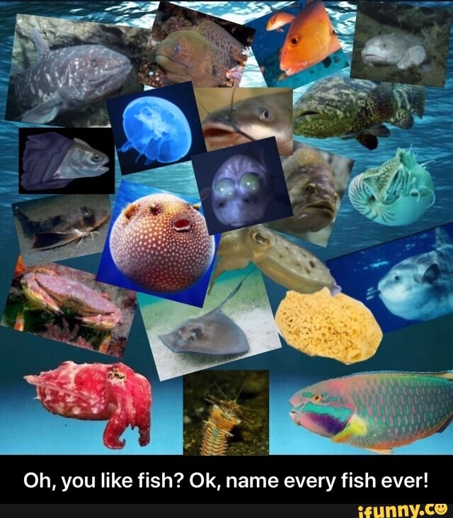 Oh, you like fish? Ok, name every fish ever! - Oh, you like fish? Ok ...