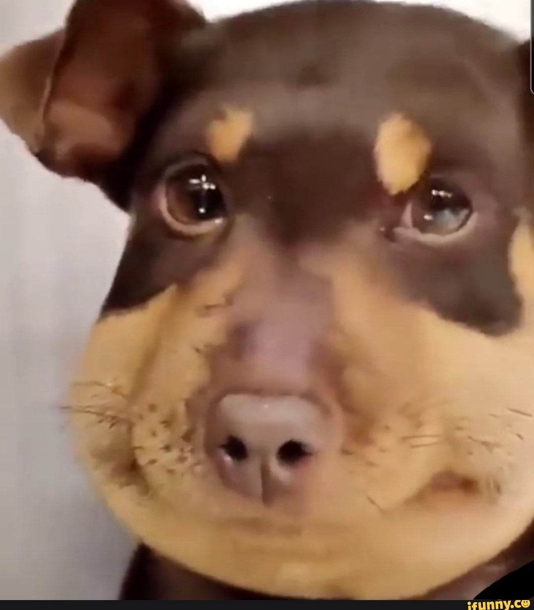 Hrmph memes. Best Collection of funny Hrmph pictures on iFunny