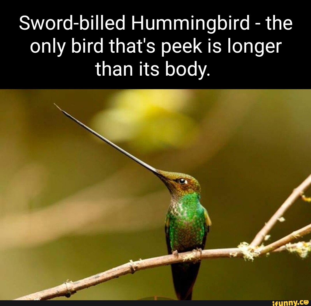 Hummingbird memes. Best Collection of funny Hummingbird pictures on iFunny