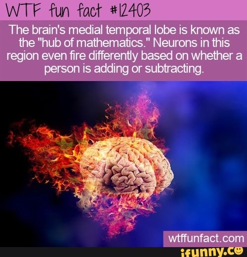 WT? fun The brain's medial temporal lobe is known as the "hub of ...