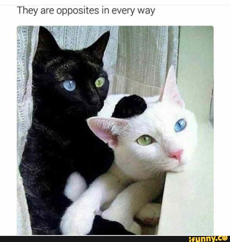 Opposites memes. Best Collection of funny Opposites pictures on iFunny