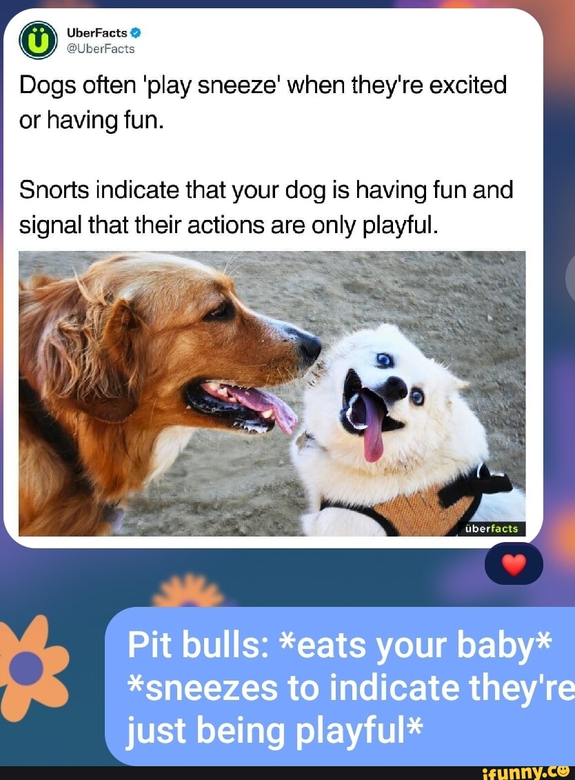 Snorts memes. Best Collection of funny Snorts pictures on iFunny