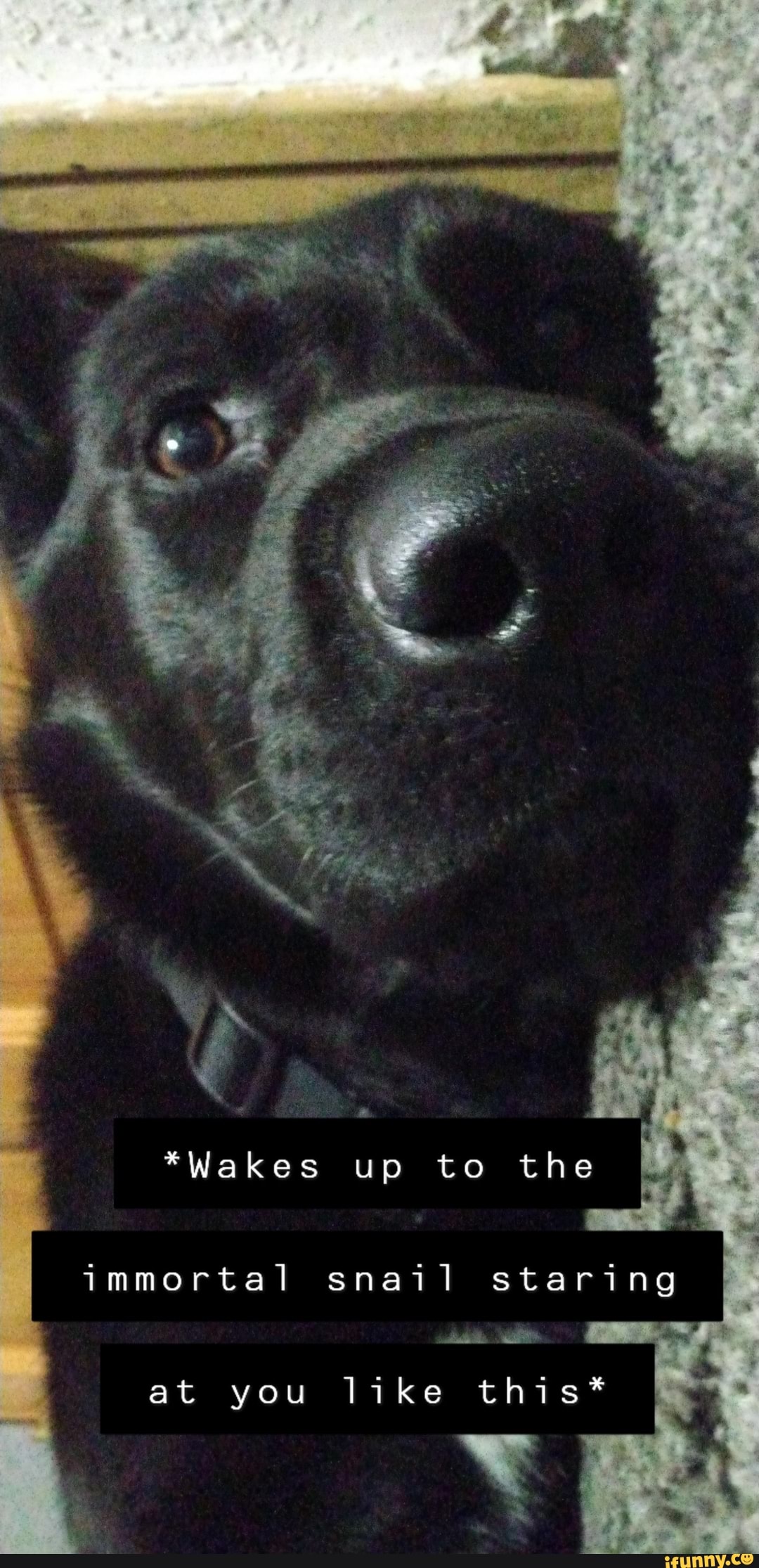 *Wakes up to the immortal snail staring at you like this* - iFunny