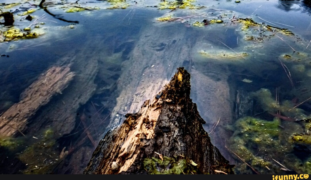 Dslr memes. Best Collection of funny Dslr pictures on iFunny