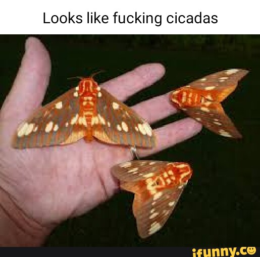 Cicadas memes. Best Collection of funny Cicadas pictures on iFunny