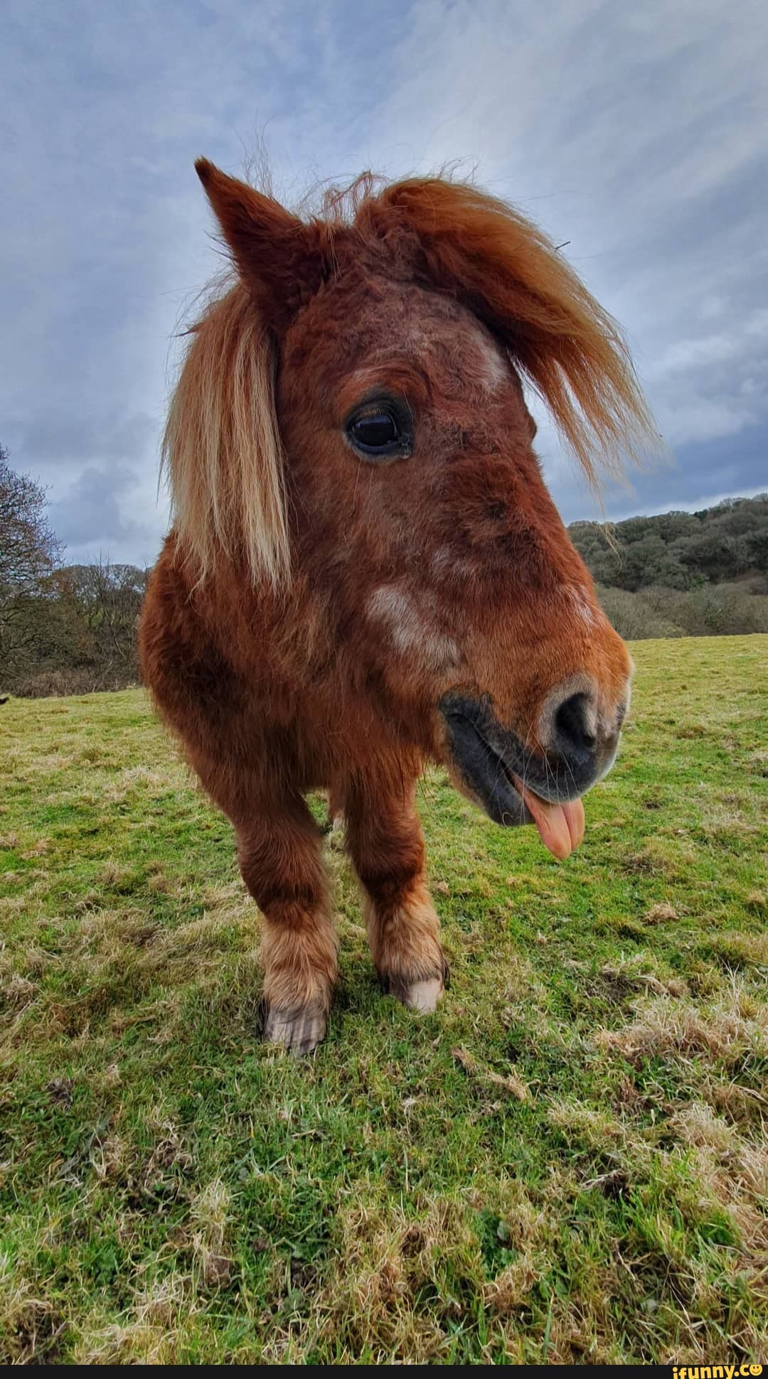 Guliver memes. Best Collection of funny Guliver pictures on iFunny