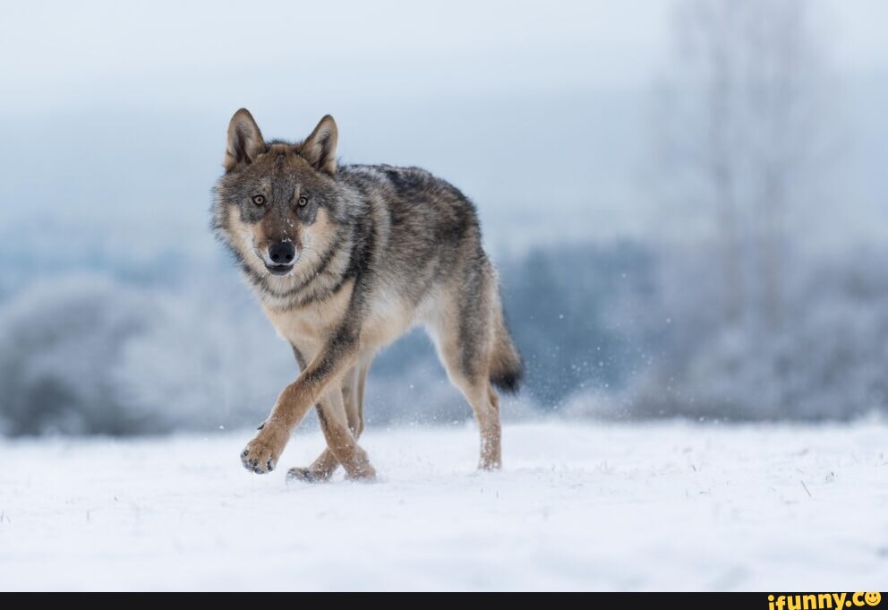 Wolves memes. Best Collection of funny Wolves pictures on iFunny