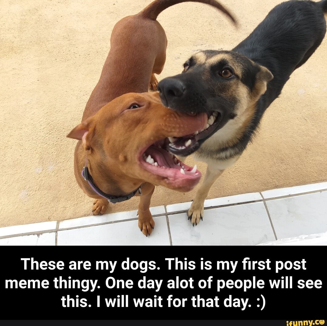 These are my dogs. This is my ﬁrst post meme thingy. One day alot of ...